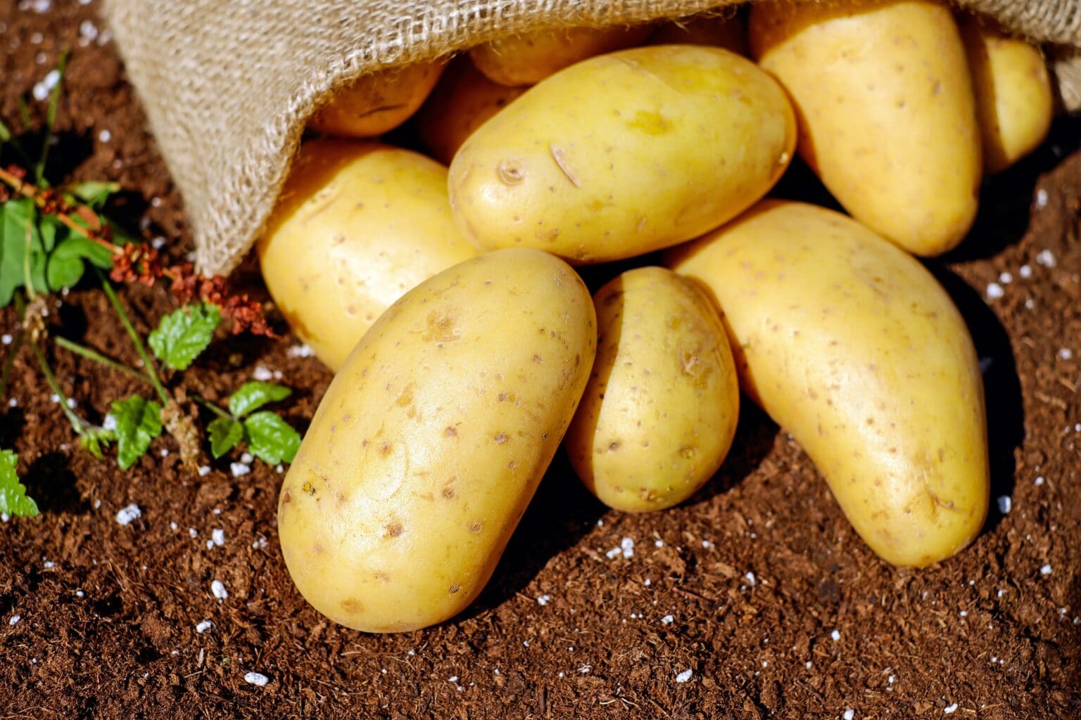 How To Grow Potatoes - Sparkles to Sprinkles