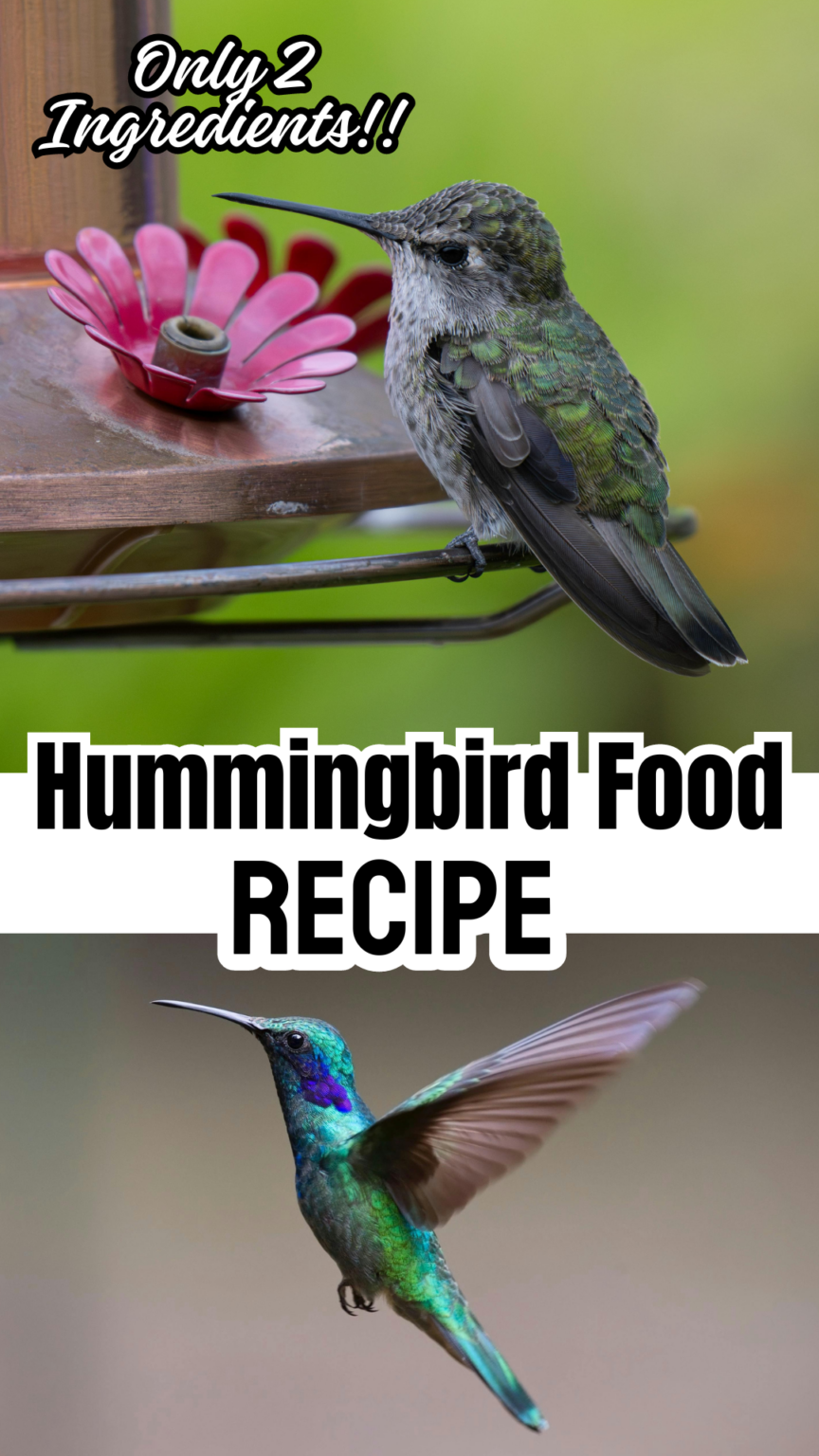 Hummingbird Food Recipe - Sparkles to Sprinkles